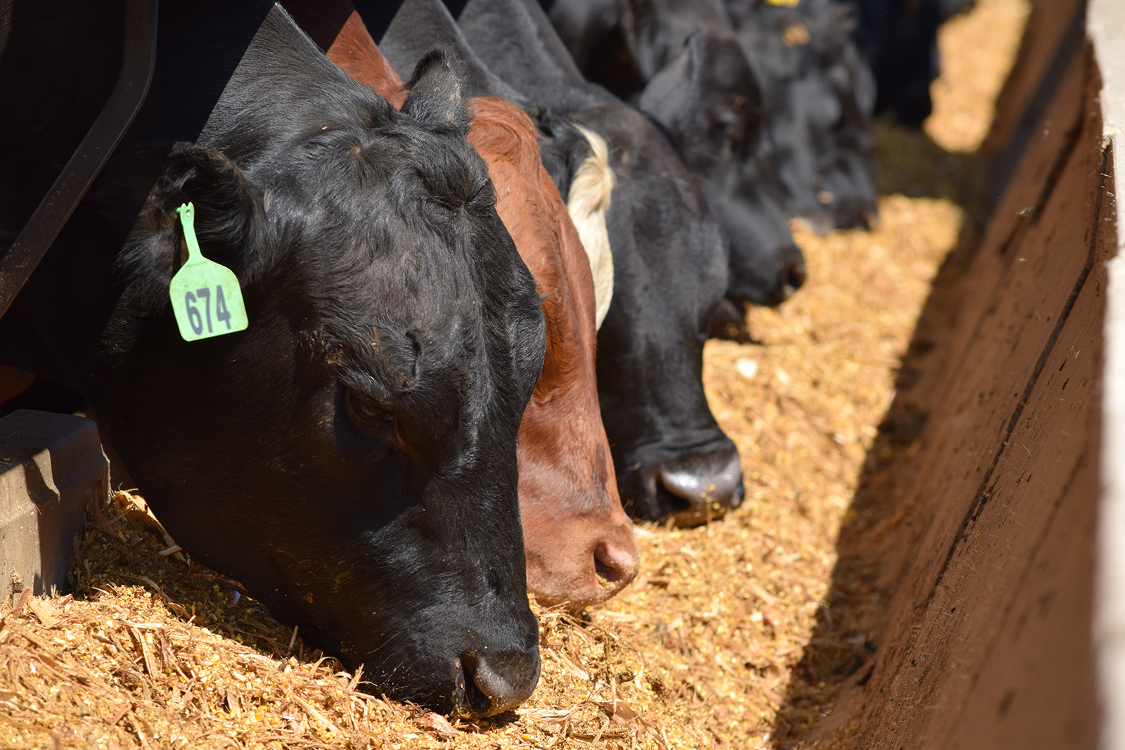 Iowa Beef Center | Growing Beef newsletter | Iowa State University