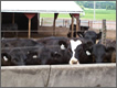 Iowa Beef Center | Iowa State University