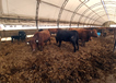 Iowa Beef Center | Iowa State University