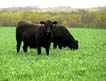 Iowa Beef Center | Iowa State University