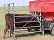 Iowa Beef Center | Iowa State University