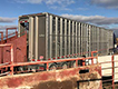 Iowa Beef Center | Iowa State University