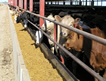 Iowa Beef Center | Iowa State University