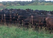 Iowa Beef Center | Iowa State University