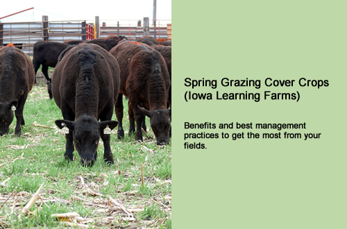 Iowa Beef Center | Iowa State University