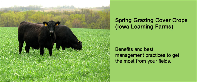 Iowa Beef Center | Iowa State University