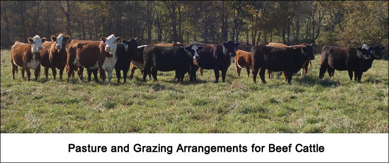 Iowa Beef Center | Iowa State University